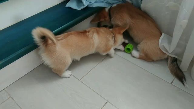 Коржики и морковка