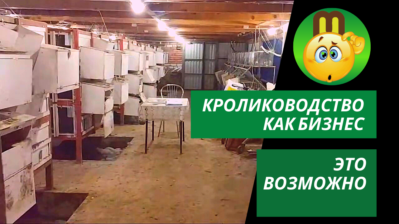??Сколько стоит клетка для кроликов Субботняя встреча кролиководов #Макляк #Макрол