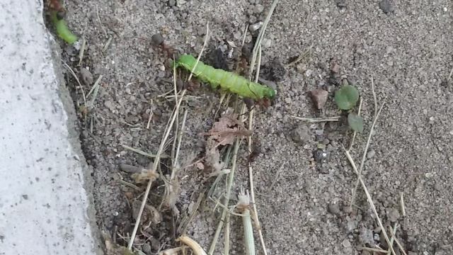 VID_20230524_130922.mp4