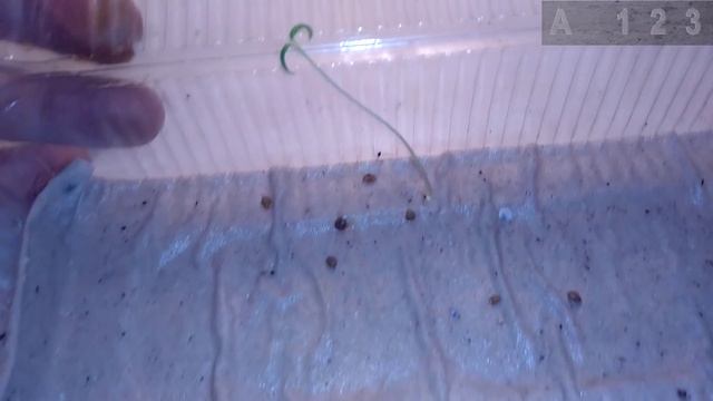 Жажда жизни