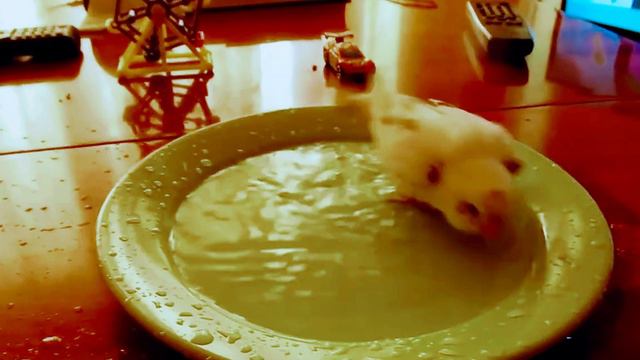 Жарко. Морозко очень смешно купается!