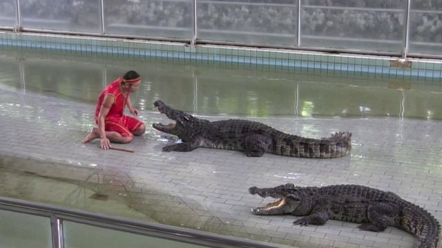 Таиланд, Патая, Крокодилы  2010.mp4