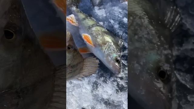 Дуплет на балансир.