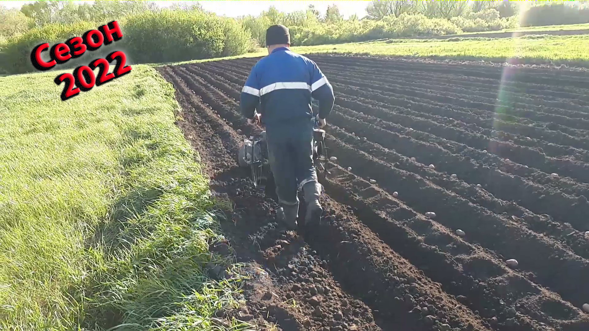 Посадка картофеля дисковым окучником и веерной копалкой. Сезон 2022!
