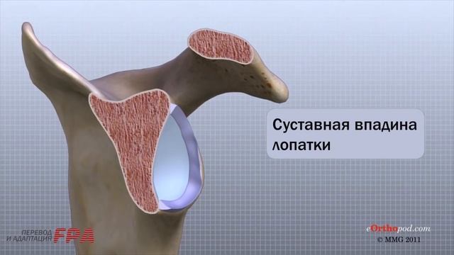 Анатомия плечевого сустава.mp4