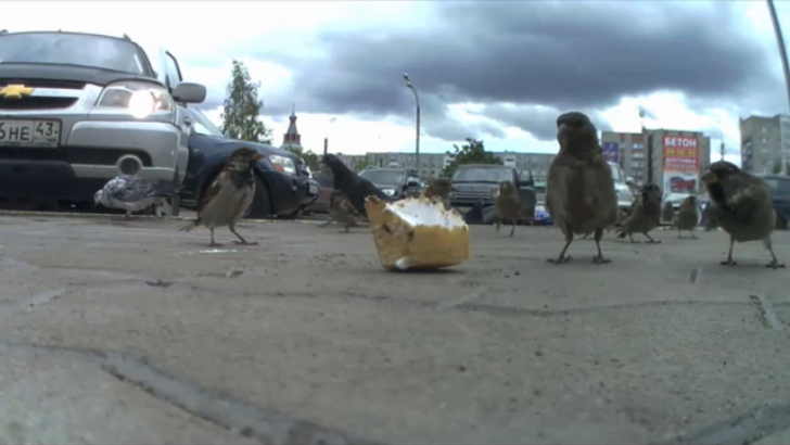 Кормим птиц мороженым )