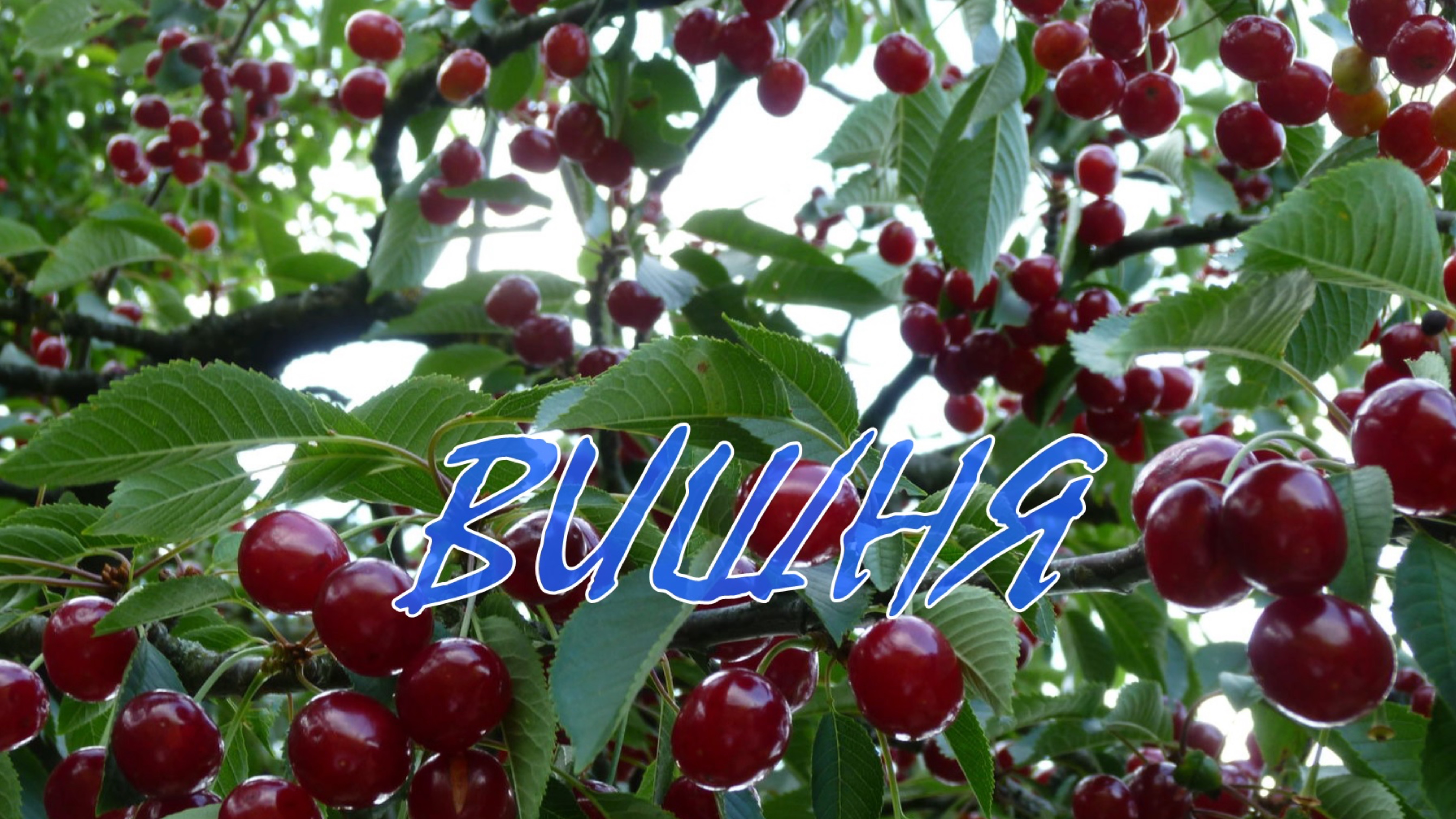 «ВИШНЯ»  Душевные песни