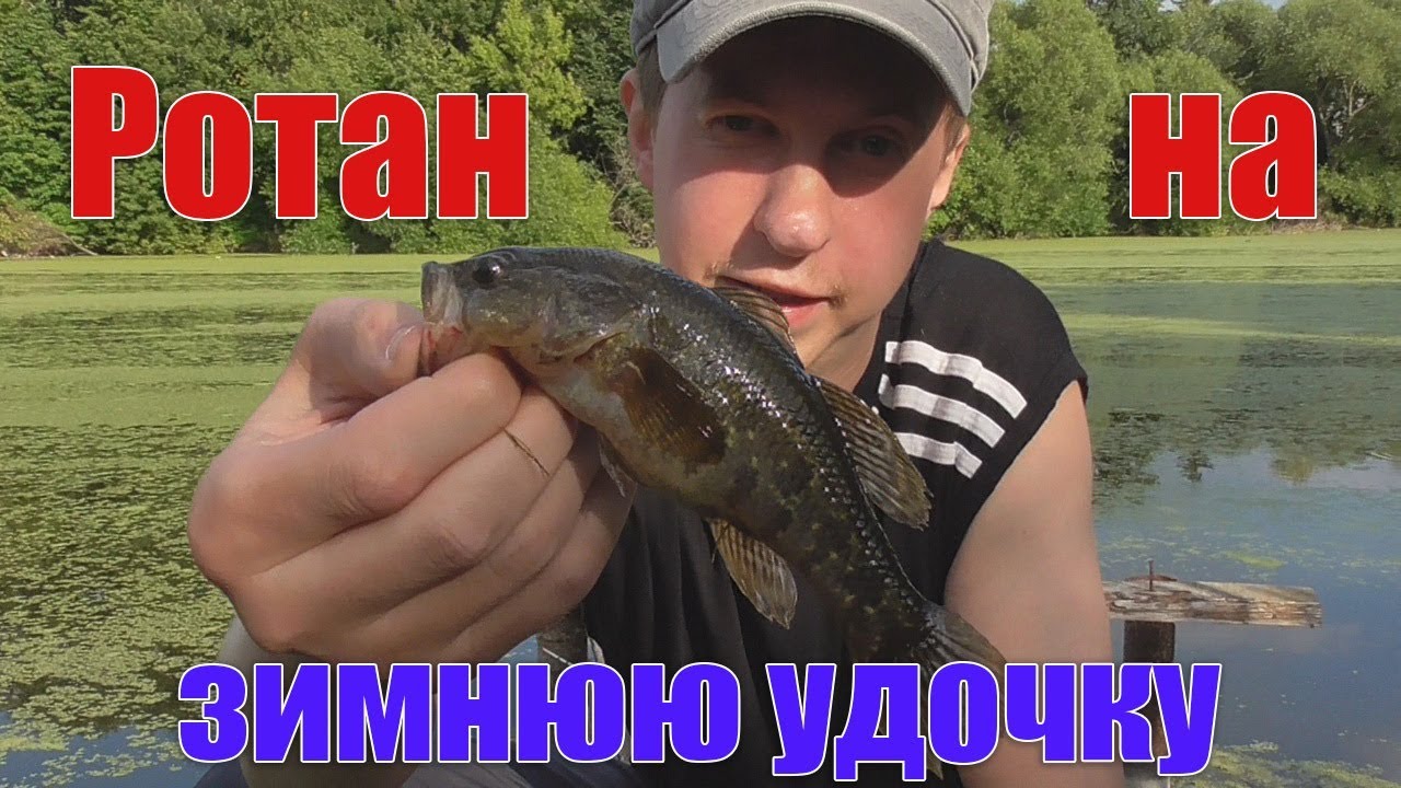За ротаном на зимнюю удочку в июле. Рыба найдена и поймана