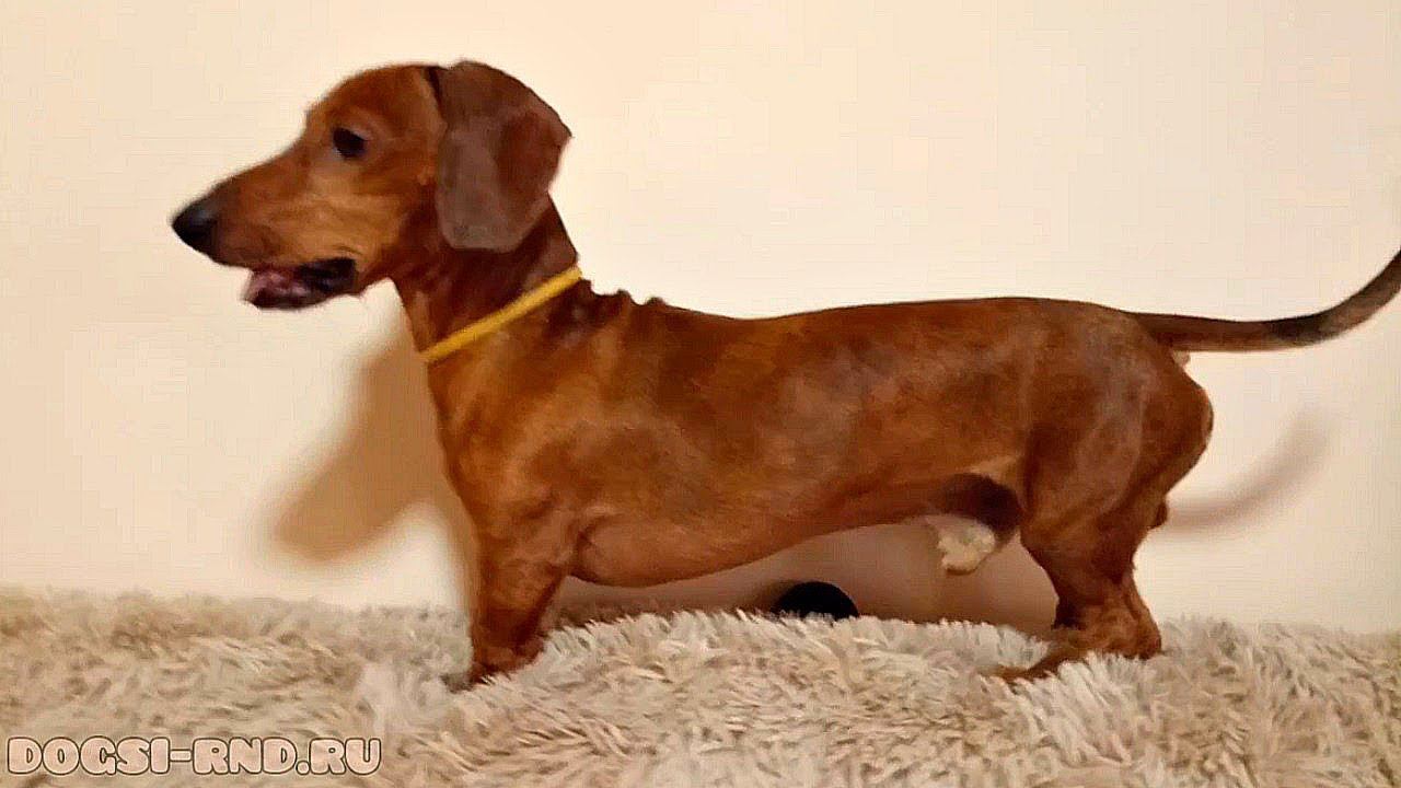 Ты белка, или такса? - Да я сам ещё не понял... | Таксик Радар