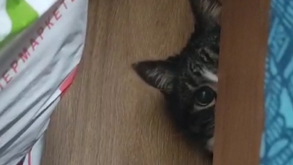 Альбом фотографий и видео про кота Мити под песню "Мне нормально"