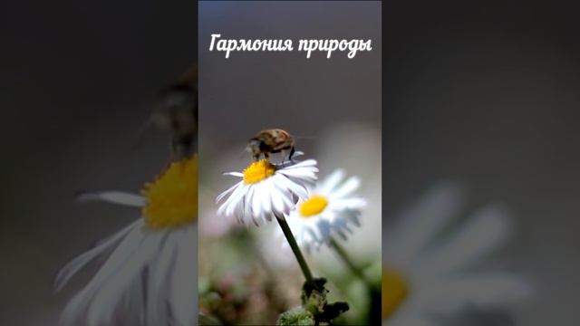 ДЗ_PR_1.5 Создание вертикального видео для соцсетей 2