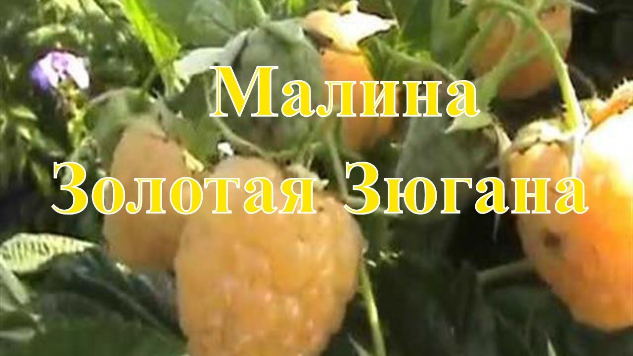 Малина Золотая Зюгана