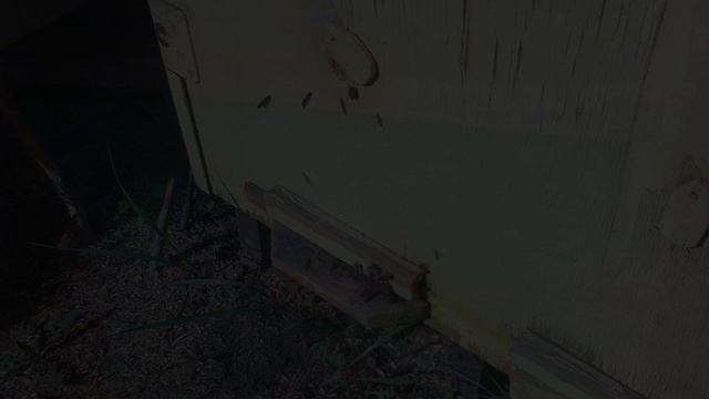 зарисовка о пчелках.mp4