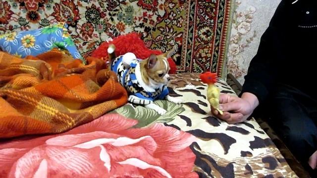 Домашние игры маленькой чихуахуа  Home games are a little chihuahua.mp4