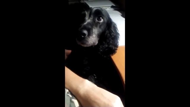 Под покровом ночи или написание диплома.mp4