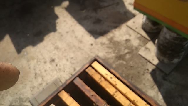 Осморт пчел в 8 марта породы карники.