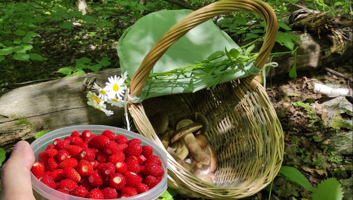 Белые грибы, земляника и мухоморы в Подмосковье. #грибы2022