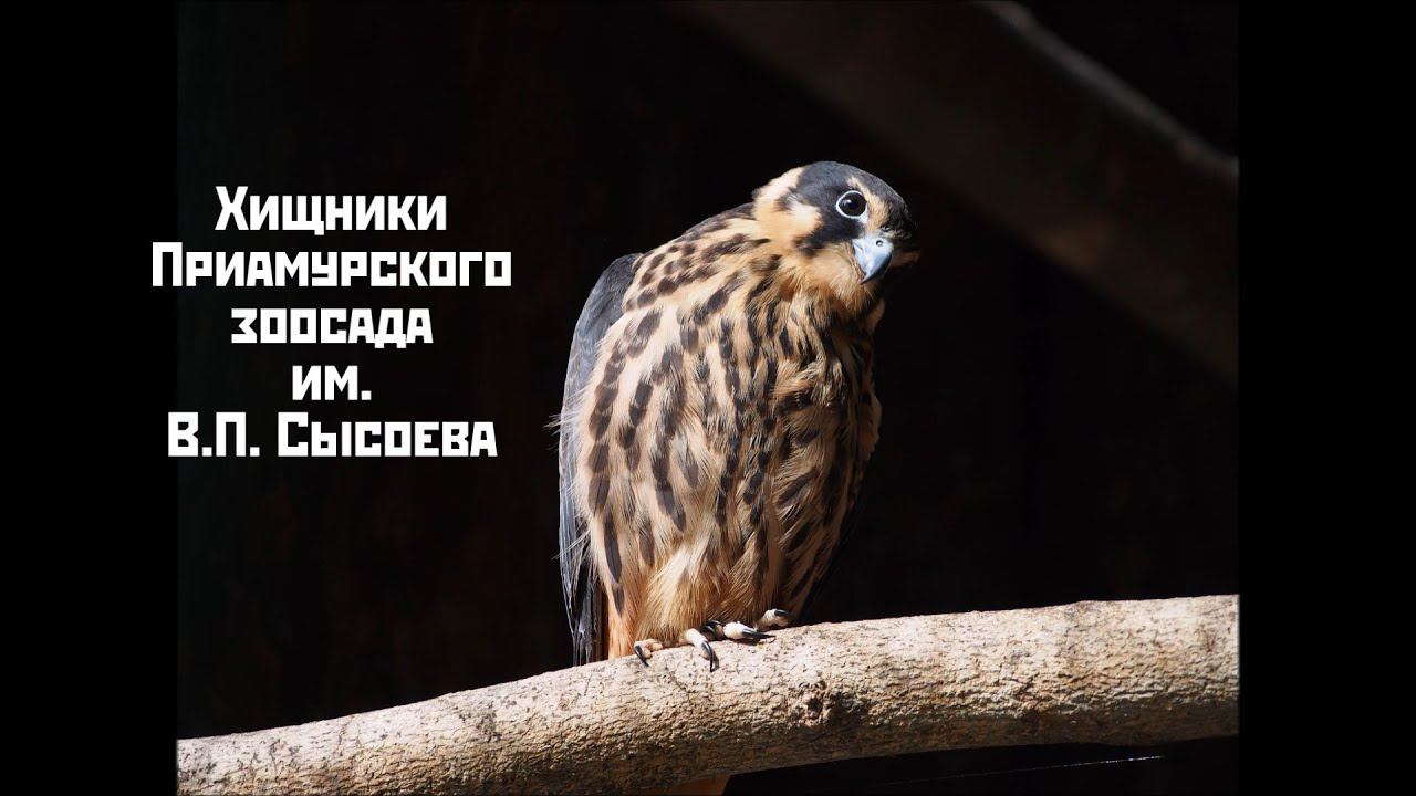 Хищники Приамурского зоосада им. В.П. Сысоева
