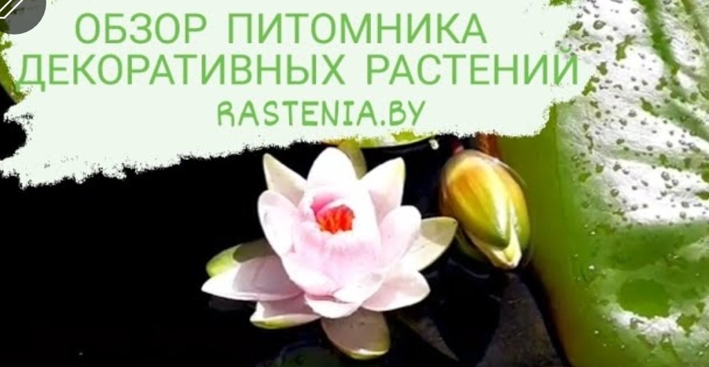 Обзор питомника декоративных растений rastenia.by. Гомельский район, п.Цегельня