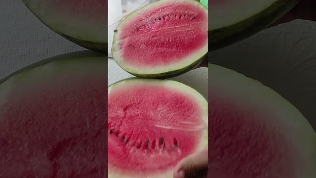 Арбуз в средней полосе России. Арбуз триумф. Арбузы в открытом грунте.