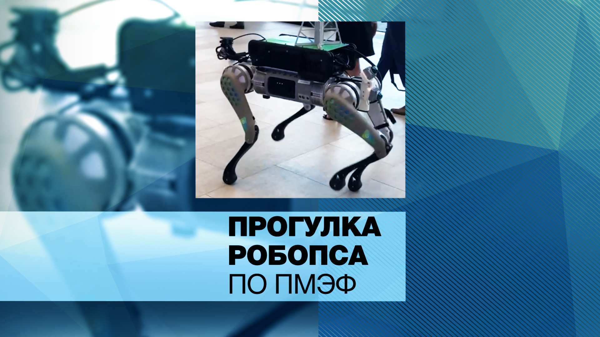 Прогулка робопса по ПМЭФ