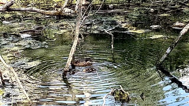 Утка с утятами