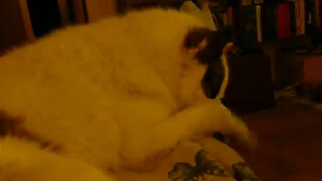 Утром...
Проснулся, как кошка умылся, зевнул, потянулся, встал с дивана... :)