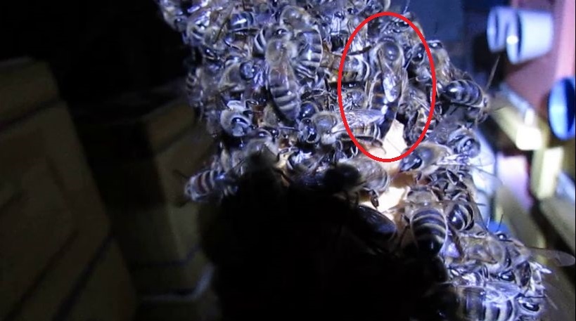 подсиливание слабого отводка пчел в зимовнике в феврале - результат подсиливания 14 февраля 2023 год