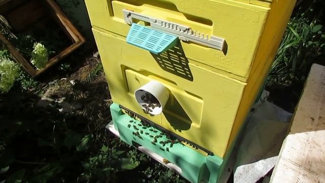 август на пасеке - 422 клеща упало за 10 дней, в период медосбора, от пижмы положенной в дно улья