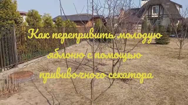 Как перепривить молодую яблоню