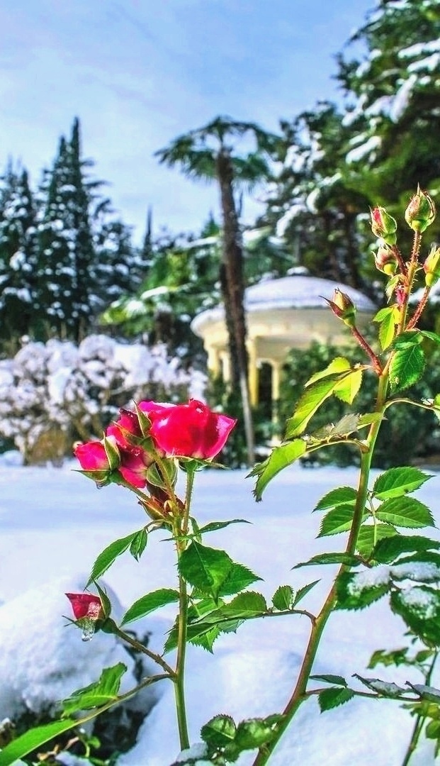 ❄️ С добрым зимним утром!