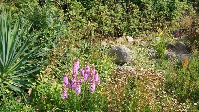 Лиатрис колосистая (дат. Pragtskær, лат. Liatris spicata), Ботанический сад, г. Орхус, Дания 4 авг.