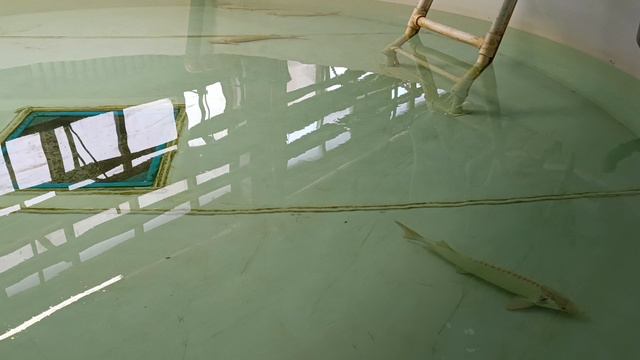 Осётр-альбинос (Волгореченское рыбное хозяйство, Костромская область)