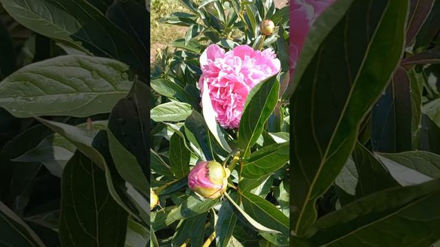 Зацвел пион 3 июня