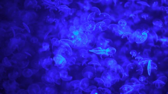 4K Аквариум медузы и Расслабляющая Музыка - Плейлист Нон-Стоп 6.