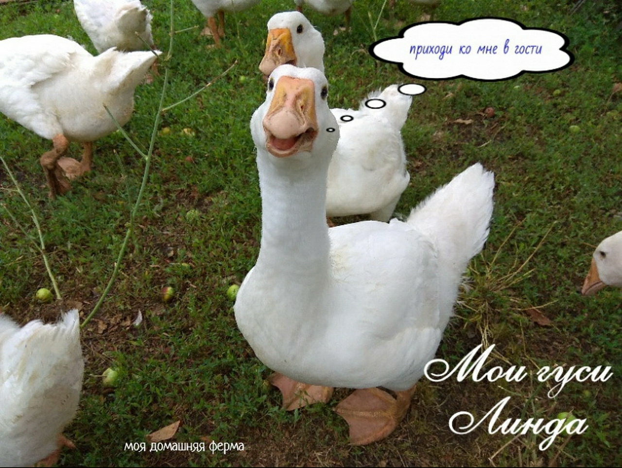 Мои домашние гуси Линда