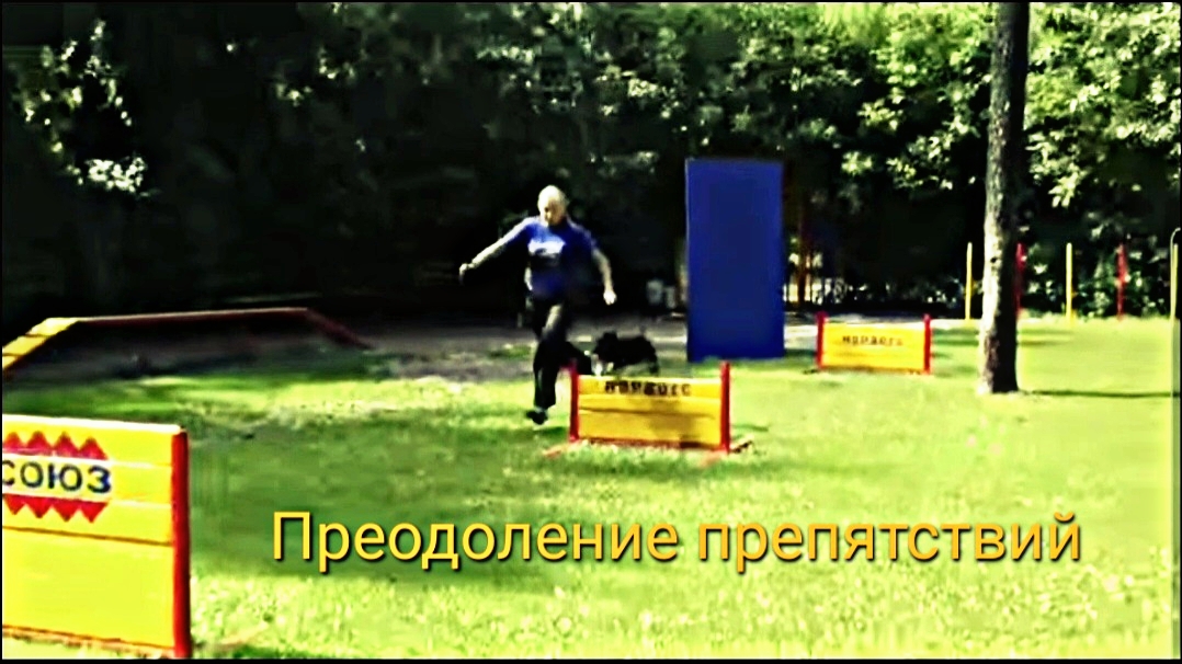 Яна - ягдтерьер 
Преодоление препятствий