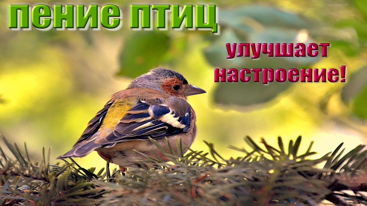 ПЕНИЕ ПТИЦ В ЛЕСУ ДЛЯ СНА.  .Снимает стресс, укрепляет нервную систему.