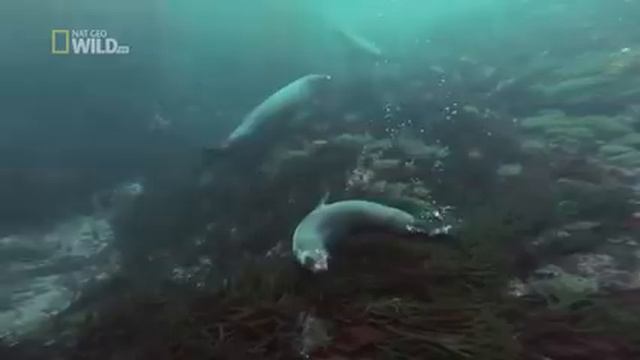 Дикие острова ⁄ 1 серия - Атлантический ковчег!