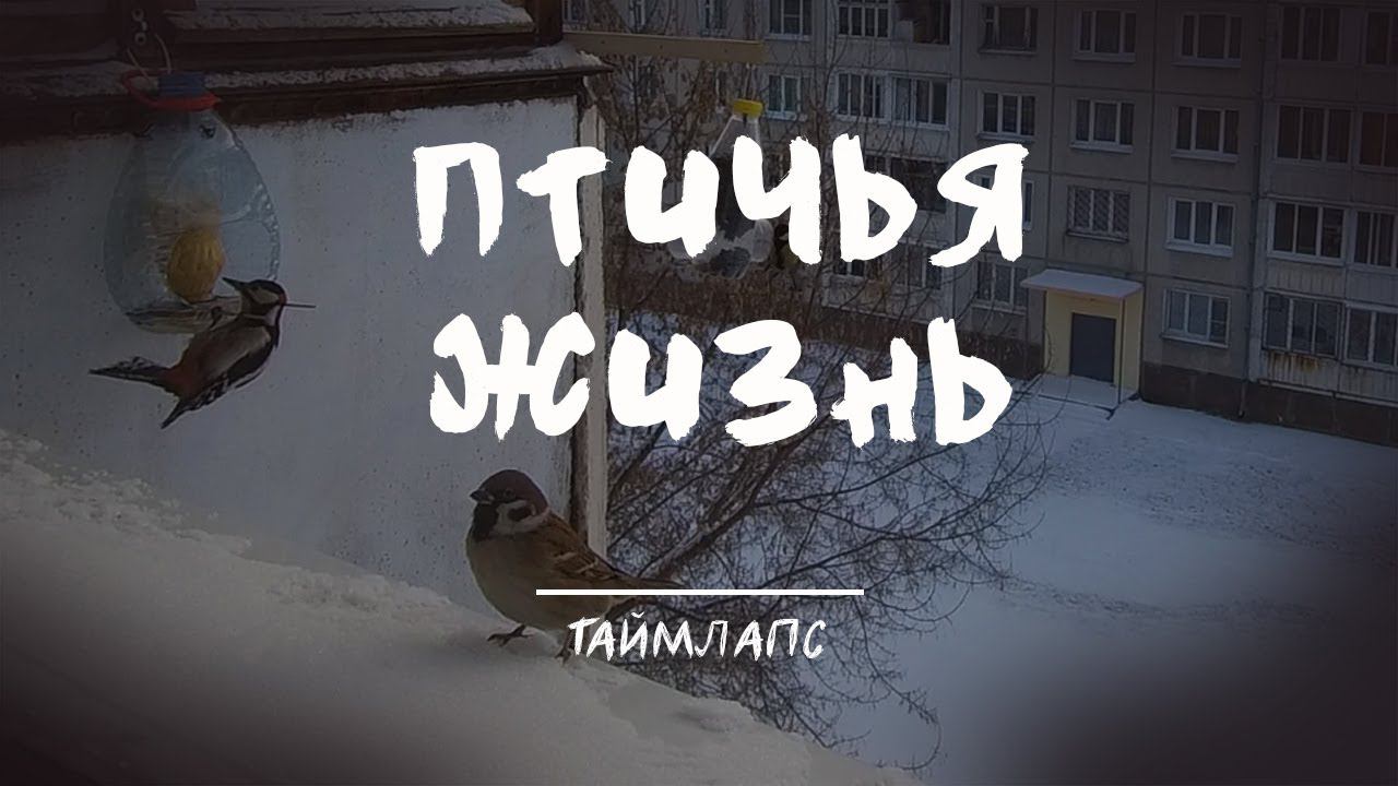 Птичья жизнь