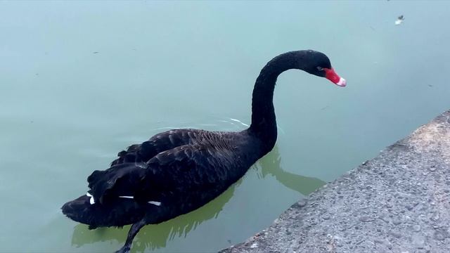 Пруд с лебедями. Абхазия. 2022г.