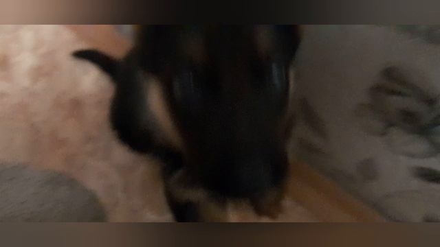 Поели, теперь можно и поиграть