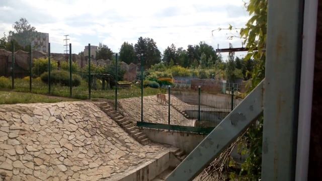 Семейство кошачьих в ижевском зоопарке 2022 год