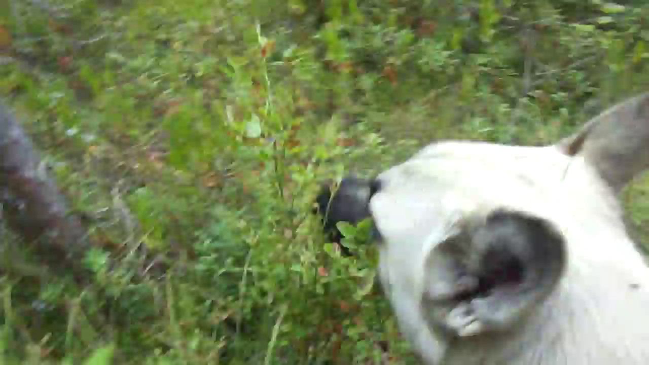 Мое измененное видео