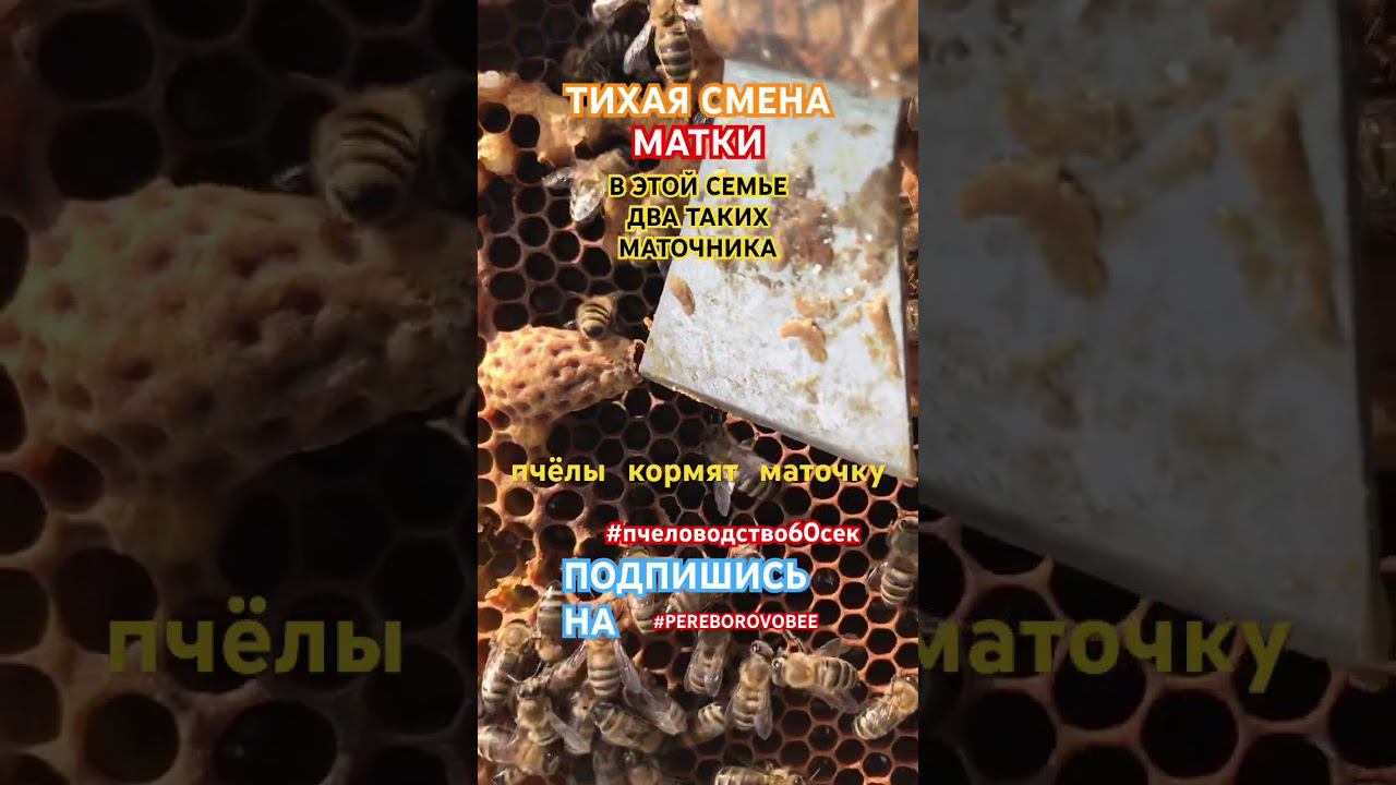 Тихая смена! ПАСЕКА! #pereborovobee #пчеловодство60сек  #пчеловодство #пасека #матковод #улей