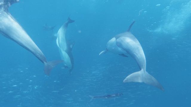 Прекрасный подводный мир (4k видео)