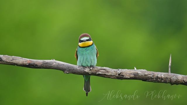 Щурки прилетели