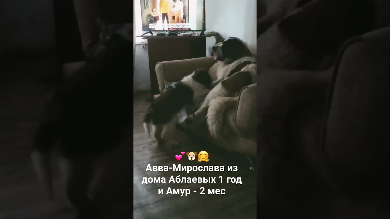 Московские сторожевые Авва Мирослава из Д.А. и Амурчик