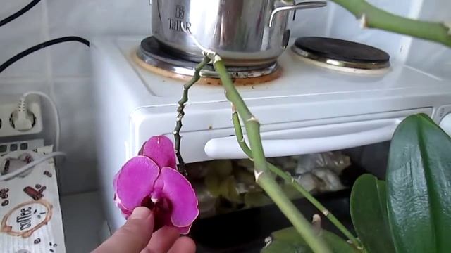 КАК ПОЛИВАТЬ ОРХИДЕИ-ОРХИДЕИ НЕ ЛЮБЯТ ПЕРЕУВЛАЖНЕНИЯ!!!