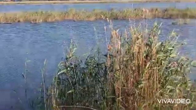 На озере//Вечерняя прогулка